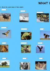 ESL - English Exercises: WHAT DO THESE ANIMALS EAT?